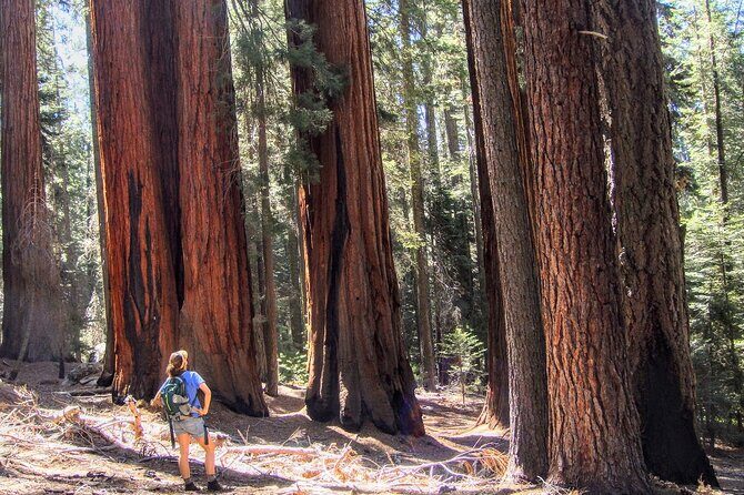 Sequoia National Park Private Tour - A Closer Look at the Experience