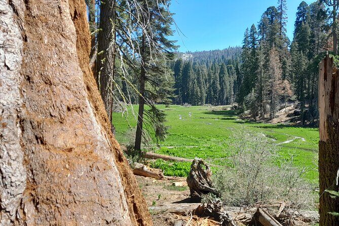 Sequoia National Park Private Tour - The Sum Up