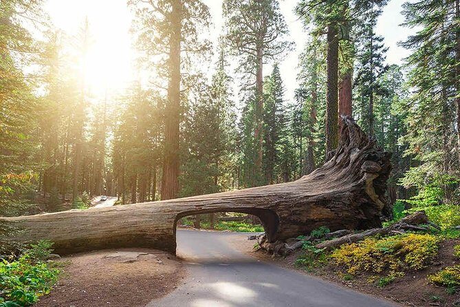 Sequoia Park Private Tour - What Could Be Better?