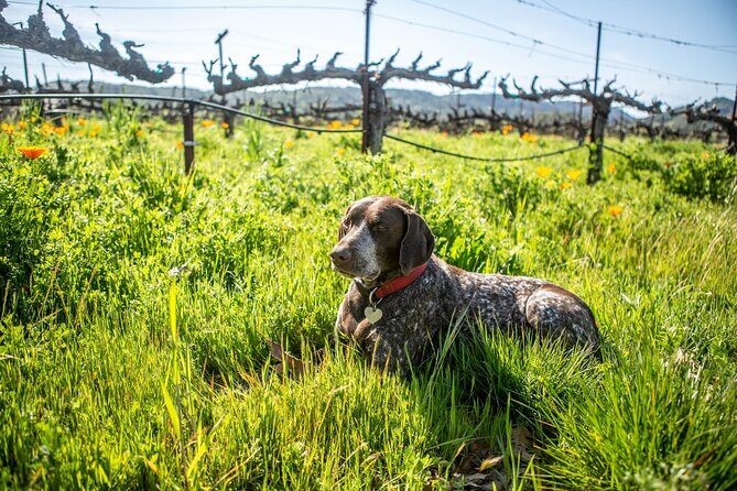 Serene and Romantic Wine Tasting Next to the Vines in Napa Valley - Final Thoughts: Is This Tour for You?