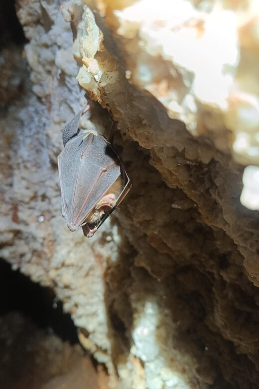 Serra dos Candeeiros: Alcobertas' Cave and the Natural Park - Why It’s Worth Considering