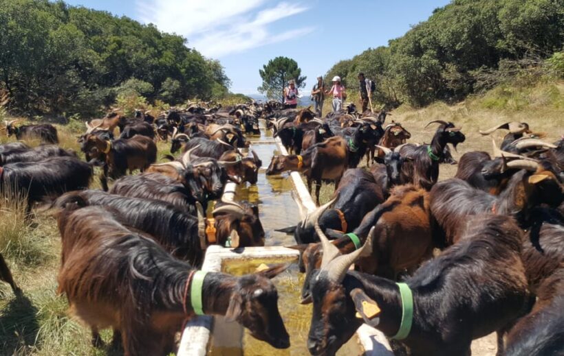 Serra dos Candeeiros : Shepherd for a morning - Exploring the Shepherd for a Morning Tour in Serra dos Candeeiros