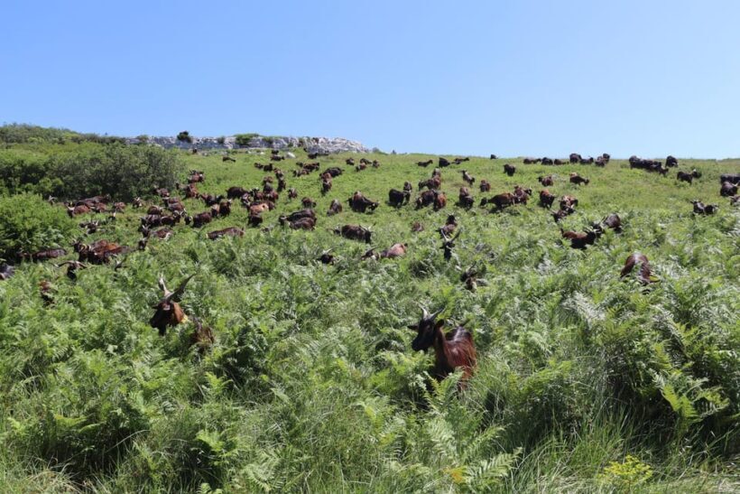 Serra dos Candeeiros : Shepherd for a morning - What Is the Shepherd for a Morning Tour?