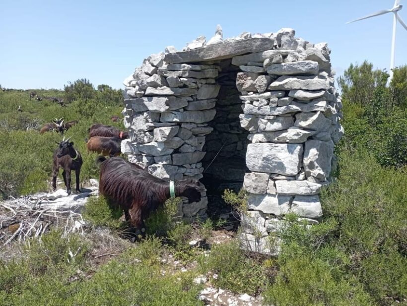 Serra dos Candeeiros : Shepherd for a morning - Why This Tour Is Special