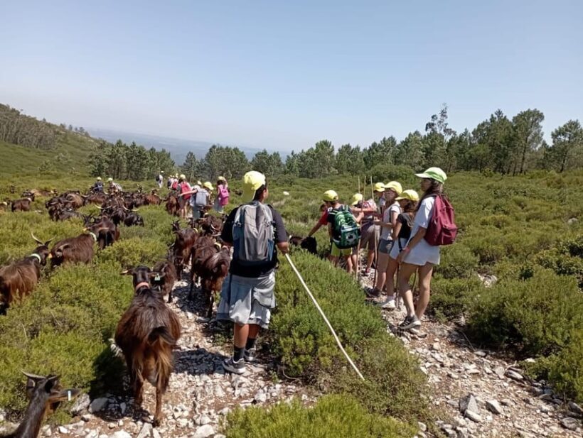 Serra dos Candeeiros : Shepherd for a morning - What Could Be Better?