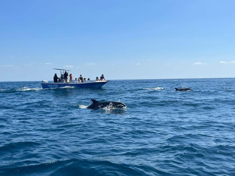 Sesimbra: Arrábida Dolphin Watching Boat Tour with Biologist - An In-Depth Look at the Experience