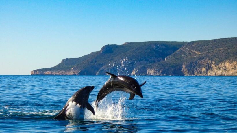 Sesimbra: Arrábida Dolphin Watching Boat Tour with Biologist - FAQ