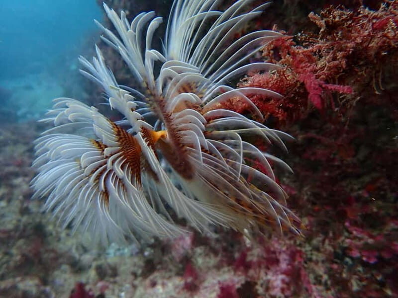 Sesimbra: Arrábida Marine Reserve Scuba Diving Experience - An In-Depth Look at the Sesimbra Marine Reserve Scuba Experience