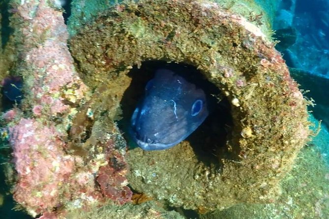 Sesimbra Dive Discovery - Authentic Feedback from Participants