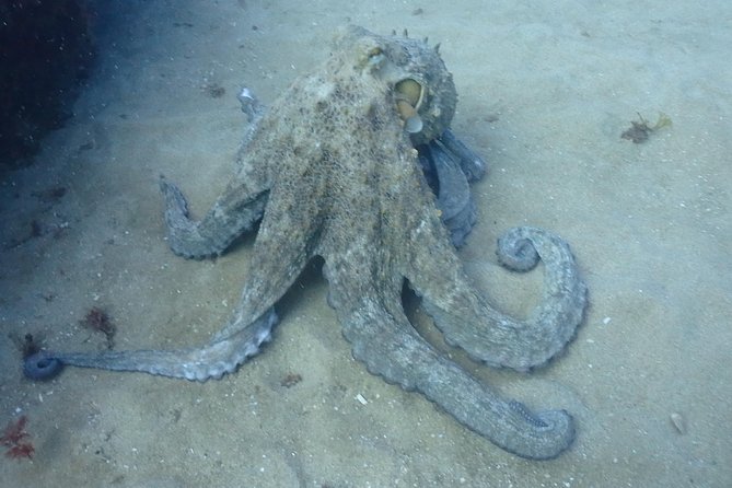 Sesimbra Dive Discovery - Who Would Love This Experience?