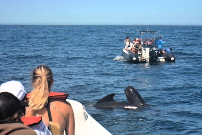 Sesimbra: Dolphin Watching Boat Tour with Biologist Guide - Key Points