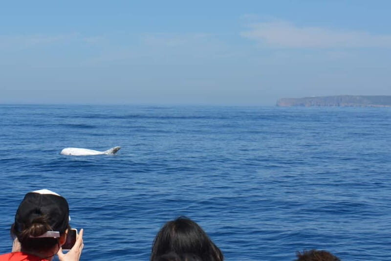 Sesimbra: Dolphin Watching Boat Tour with Biologist Guide - What Travelers Say