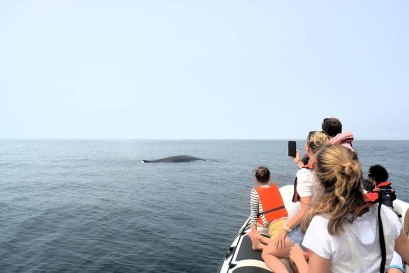 Sesimbra: Dolphin Watching Boat Tour with Biologist Guide - Who Should Consider This Tour?