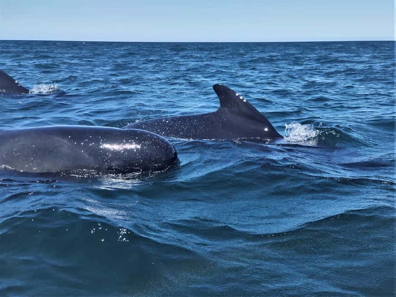 Sesimbra: Dolphin Watching Boat Tour with Biologist Guide - The Sum Up