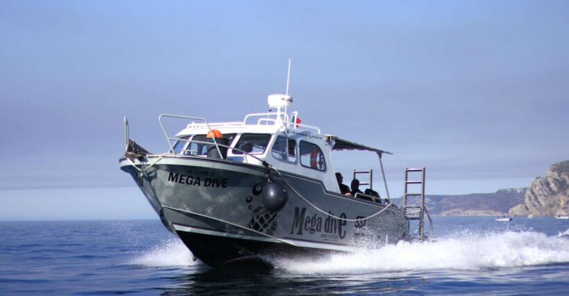 Sesimbra: Dolphin Watching with a marine biologist - Introduction: An Authentic Dolphin Watching Experience in Sesimbra