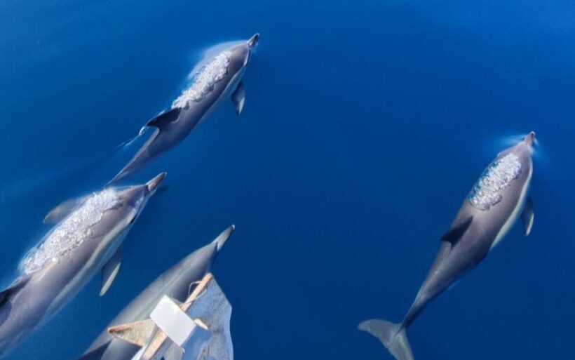 Sesimbra: Dolphin Watching with a marine biologist - Who Will Love This Tour?