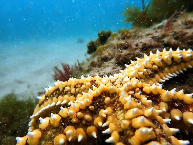 Sesimbra: Snorkeling experience in Arrábida Marine Reserve - What’s Included and What to Consider