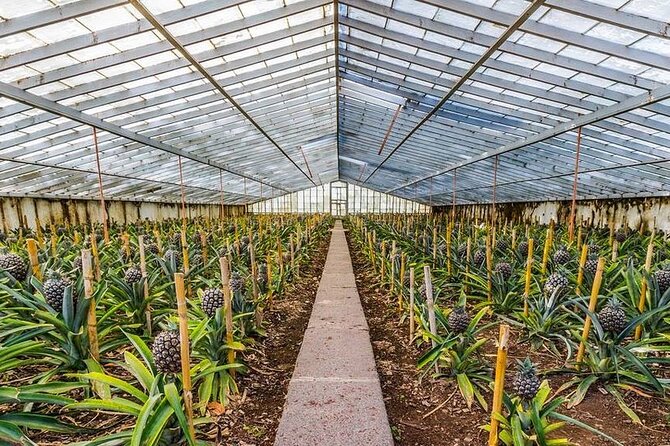 Sete Cidades / Lagoa do Fogo - Full Day Tour - Transportation, Duration, and Group Size