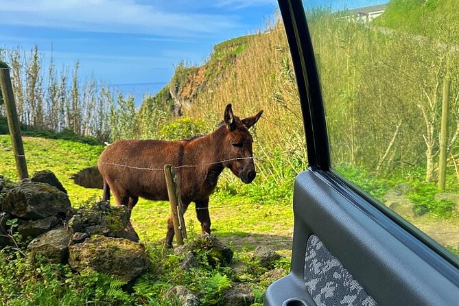 Sete Cidades - Nature Lovers - Private Jeep Tour With Local Guide - Admiring the Pristine Azorean Flora and Fauna