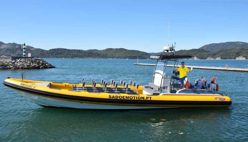 Setúbal and Tróia: Dolphin Watching and Arrábida Bays - An In-Depth Look at the Tour Experience