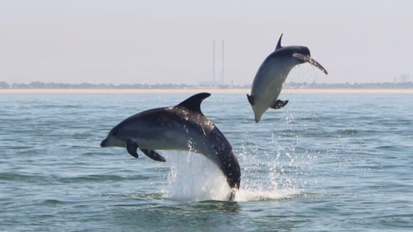 Setúbal and Tróia: Dolphin Watching and Arrábida Bays - FAQs