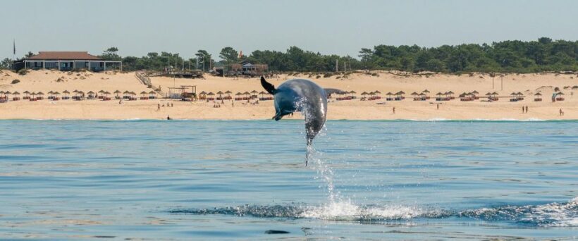 Setúbal: Dolphin Watching Boat Tour - Who Will Love This Tour?