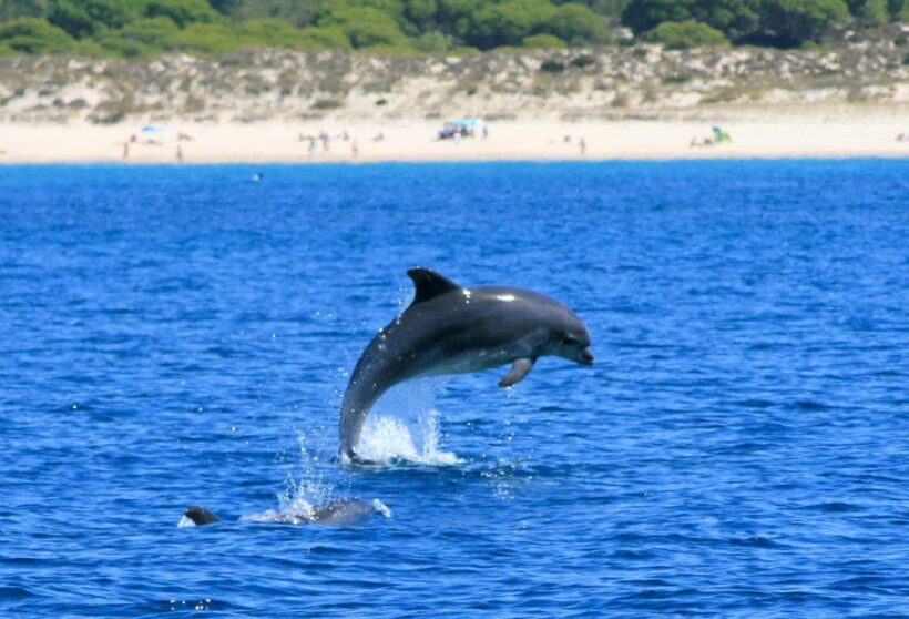 Setúbal: Dolphin Watching Boat Tour - The Sum Up