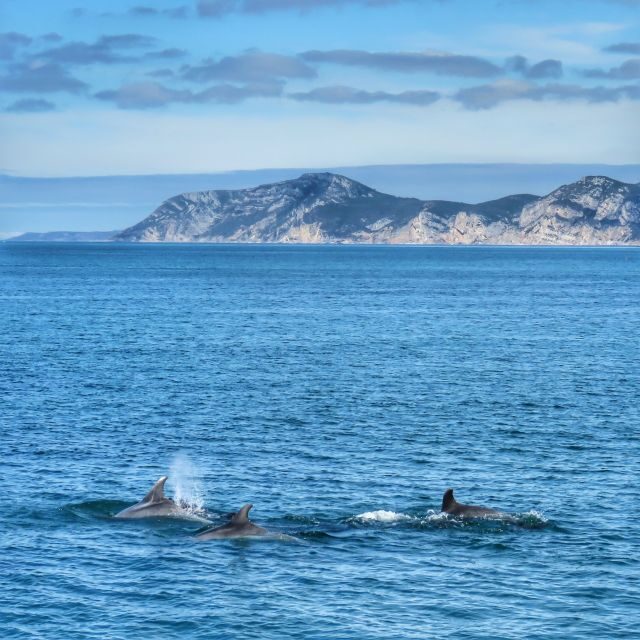 Setúbal: Dolphin Watching Tour - Discovering the Setúbal Dolphin Watching Tour: An Authentic Marine Encounter