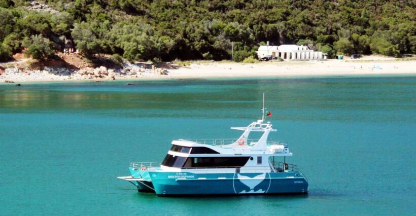 Setúbal: Dolphin Watching Tour - The Experience: What Youll Encounter During the Tour