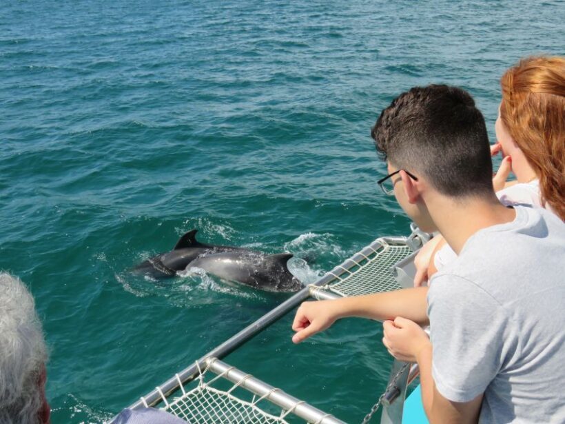Setúbal: Dolphin Watching Tour - Who Should Book This Tour?