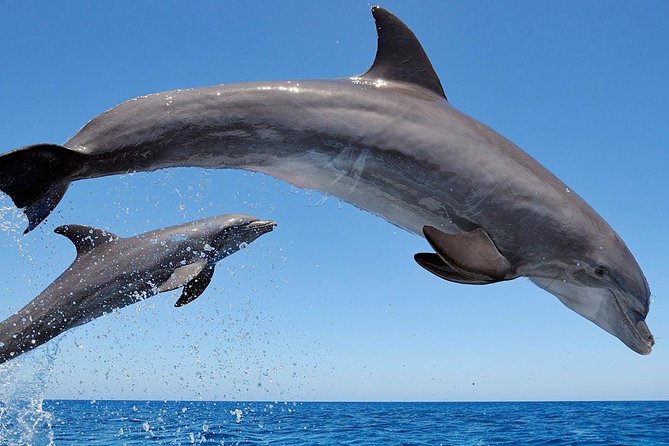 Setúbal Private Tour - Including Dolphin Watching - Who Is This Tour Best For?