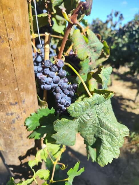 Setúbal Wine Tour: Discover the Moscatel Wine - FAQ