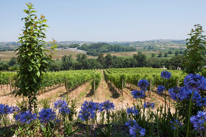 Setúbal Wine Tour With Visit and Tasting at 2 Wineries - Timing and Tour Inclusions