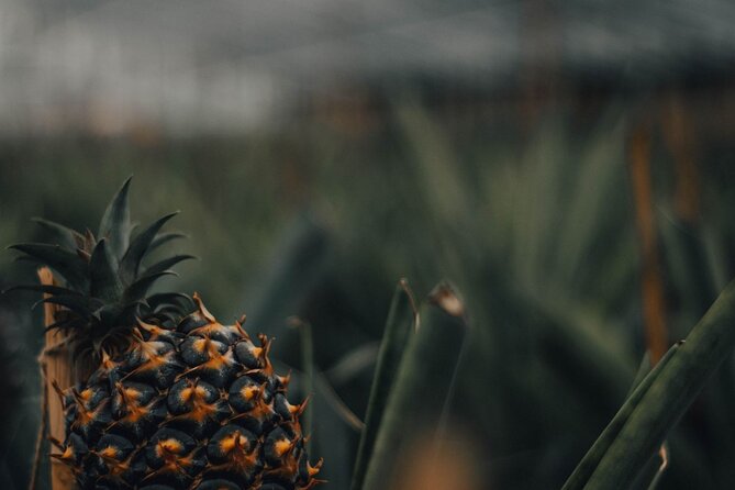 Seven Cities & Fire Lagoon Small Group Full Day Tour - Visiting the Pineapple Plantation
