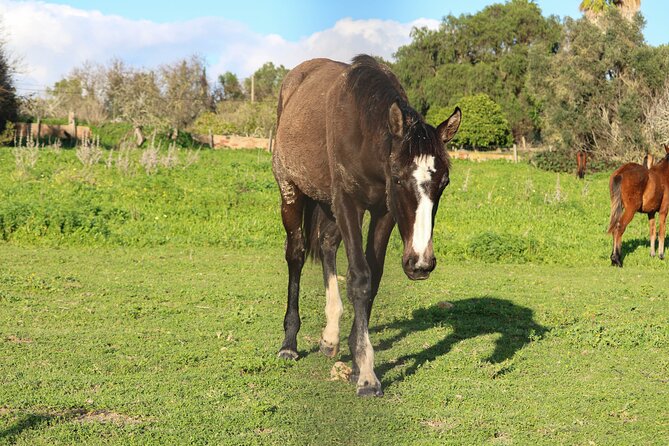Seven Hanging Valleys Expedition with Lunch in the Vineyard - Who Would Love This Tour?