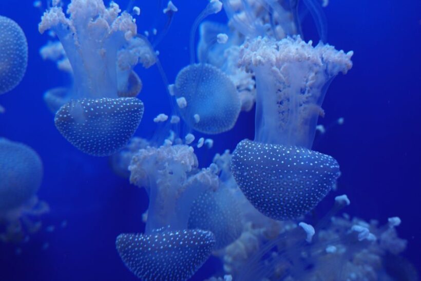 Seville Aquarium Admission Ticket - FAQs