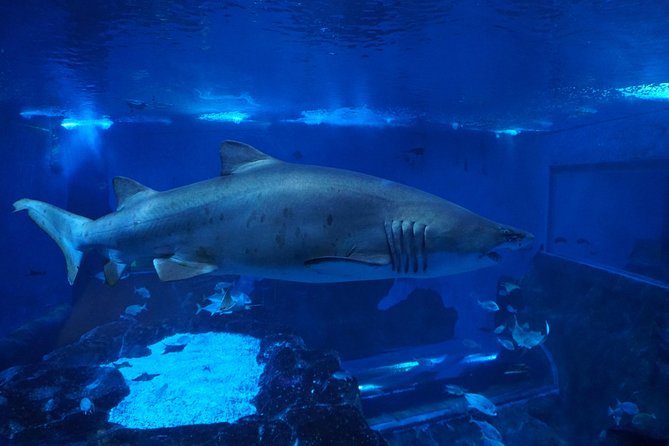 Seville Aquarium Admission Ticket - Ocean Ecology and Exhibits