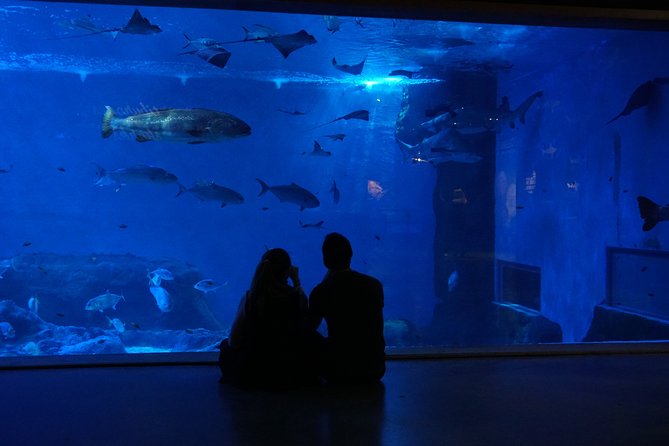 Seville Aquarium Admission Ticket - Visitor Experiences and Feedback