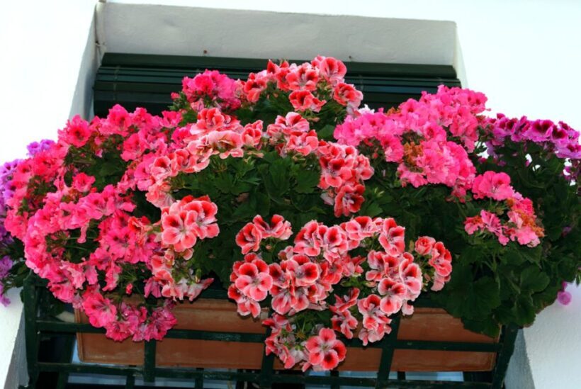 Seville: Barrio de Santa Cruz Small Group Walking Tour - Why Choose This Tour?