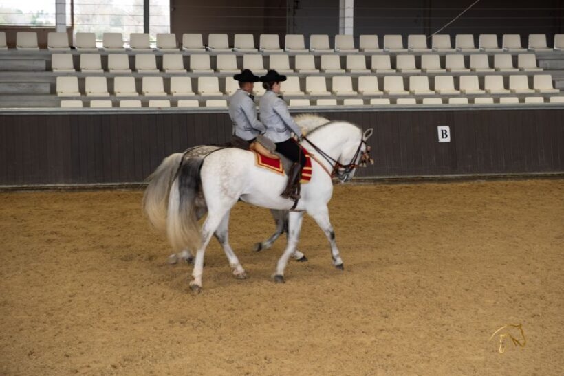 Seville: Horse's Show Entry Ticket. Optional Stud Farm Visit - Seville: Horses Show Entry Ticket. Optional Stud Farm Visit — A Deep Dive into Andalusian Equestrian Culture