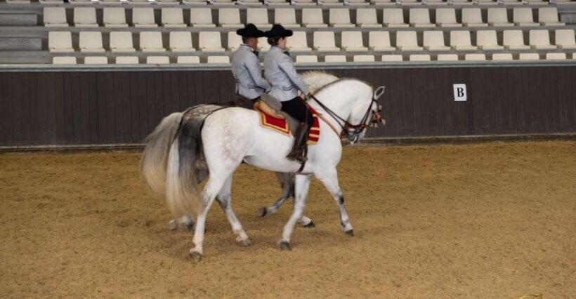 Seville: Horse's Show Entry Ticket. Optional Stud Farm Visit - Key Points