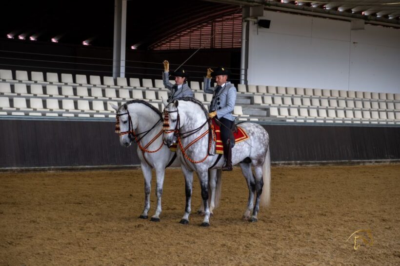 Seville: Horse's Show Entry Ticket. Optional Stud Farm Visit - Why This Experience Offers Good Value