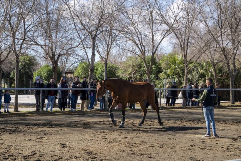 Seville: Horse's Show Entry Ticket. Optional Stud Farm Visit - Who Will Love This Tour?