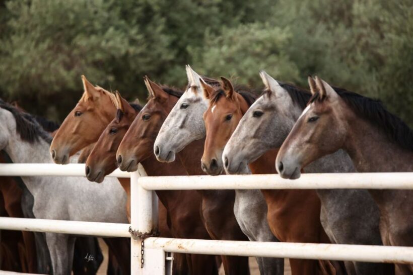 Seville: Horse's Show Entry Ticket. Optional Stud Farm Visit - FAQ