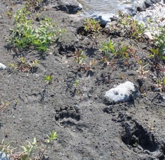 Seward: Bear Glacier Helicopter Tour with Beach Landing - Practical Details and Considerations