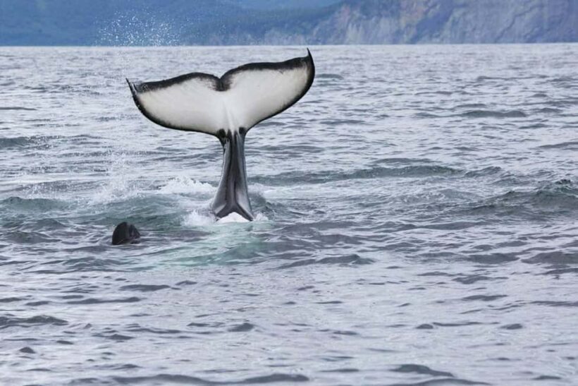 Seward: Kenai Fjords National Park Glacier & Wildlife Cruise - An In-Depth Look at the Experience