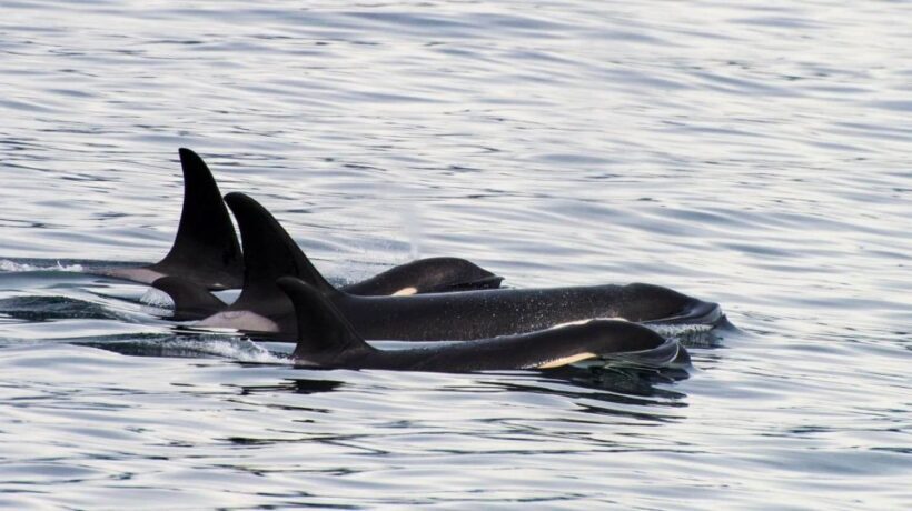 Seward: Resurrection Bay Orca Quest Cruise - Who Will Love This Tour?