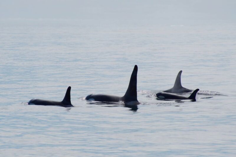 Seward: Resurrection Bay Orca Quest Cruise - Frequently Asked Questions About the Resurrection Bay Orca Quest Cruise