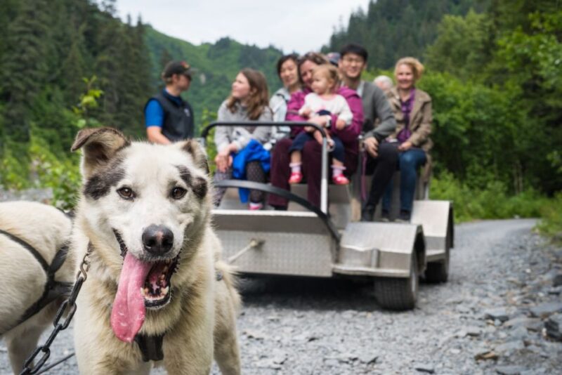 Seward: Summer Dog Sled Ride and Seavey Estate Tour - How Does It Compare in Value?