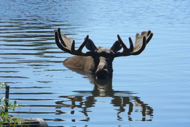 Seward to Anchorage Cruise Transfer and Private Tour - Why Choose a Private Tour?